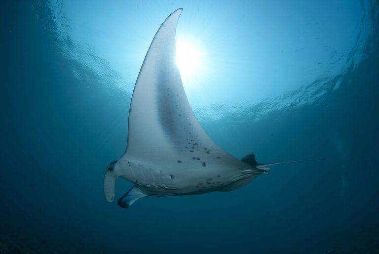 Les raies savent voler mais on ignore pourquoi