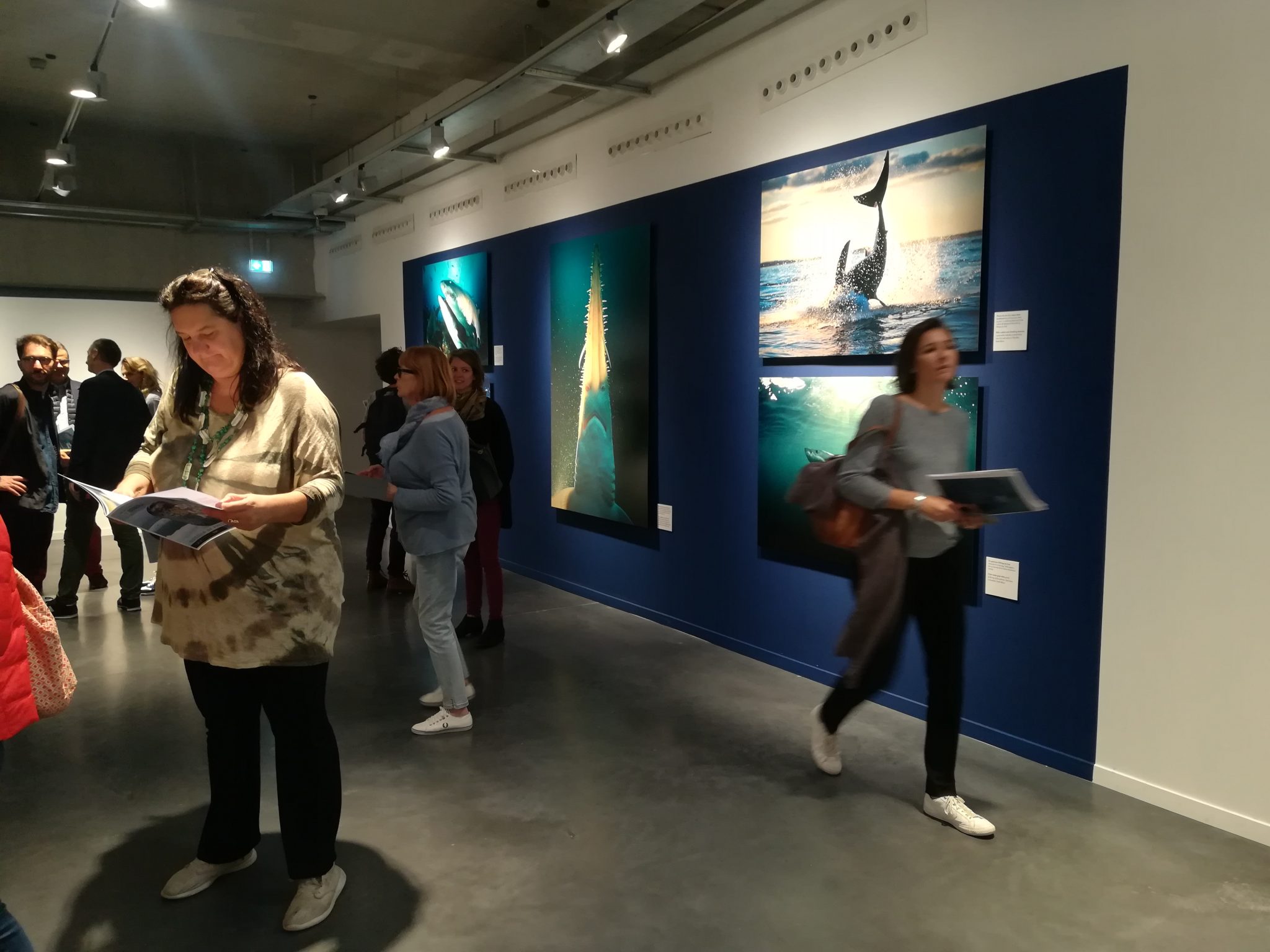 Le Musée Mer Marine ouvre son exposition avec National Geographic