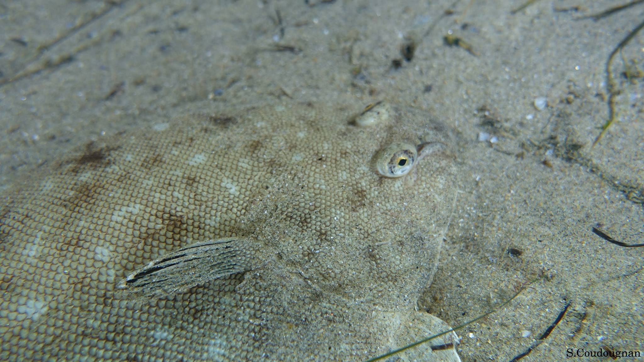 Le camouflage de la sole repérée par un plongeur nocturne