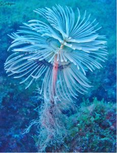 L'insoupçonnable beauté du ver de mer tubicole en Méditerranée
