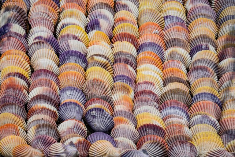 Notre top 10 des plus beaux coquillages - Mer & Océan