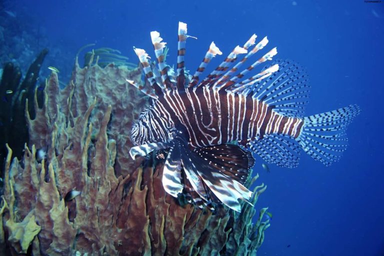 Le poisson lion : Une espèce venimeuse qui déséquilibre l’écosystème ...
