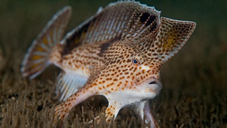 Le poisson-main est officiellement une espèce éteinte - Mer & Océan Le poisson-main est officiellement une espèce éteinte - Mer & Océan