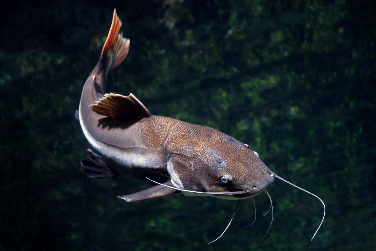 Le Silure Le Plus Gros Poisson D eau Douce Est Une V ritable Menace Le Silure Le Plus Gros Poisson D eau Douce Est Une V ritable Menace