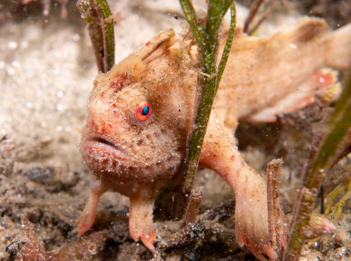 Le poisson-main est officiellement une espèce éteinte - Mer & Océan Le poisson-main est officiellement une espèce éteinte - Mer & Océan