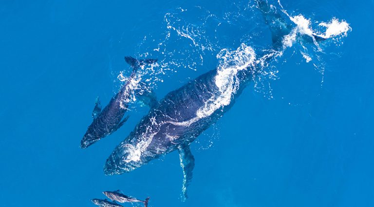 La pollution sonore : Quel impact sur les océans ? - Mer & Océan